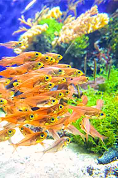 Essential Fish Habitat Mapper - CARICOOS CROP Data Portal